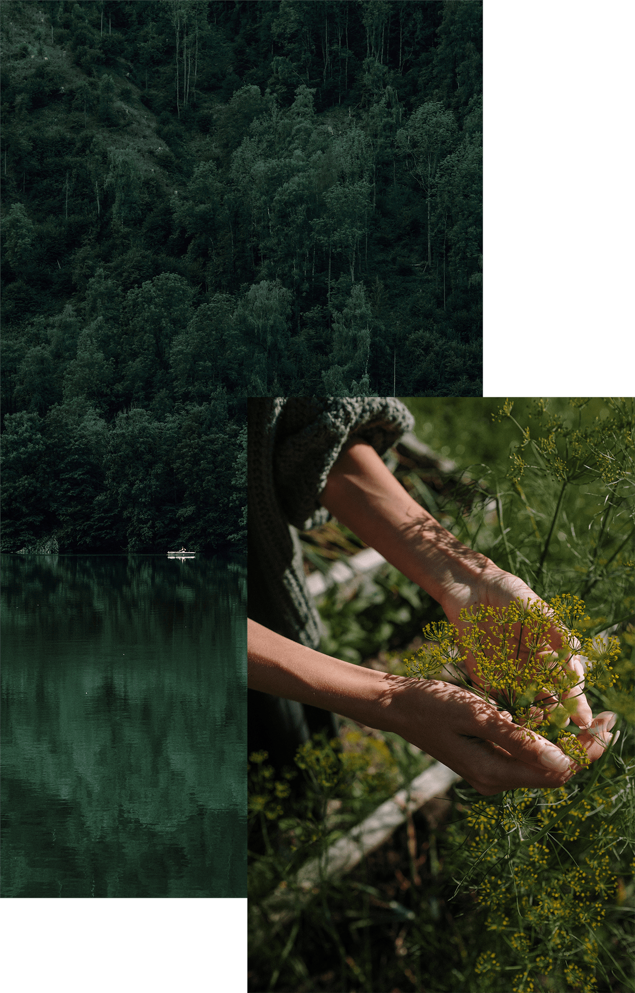 True Value of Forests – Impact Hub